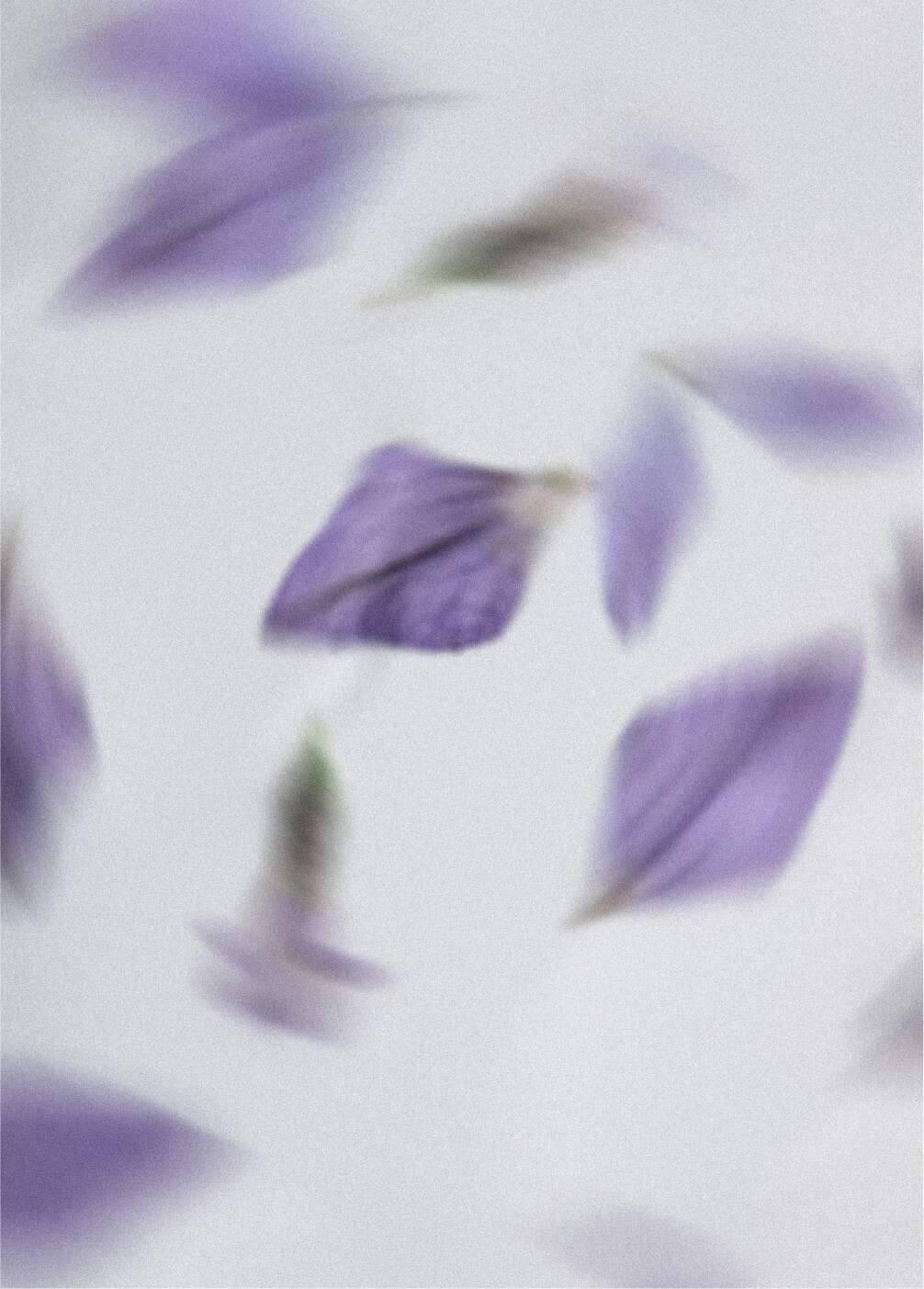 Lavender and Chamomile | Fragrance | Chalon Paris